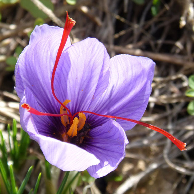 Crocus sativus Fall Flowering Bulb - Botanus