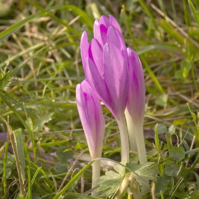 Crocus zonatus Fall Flowering Bulb - Botanus