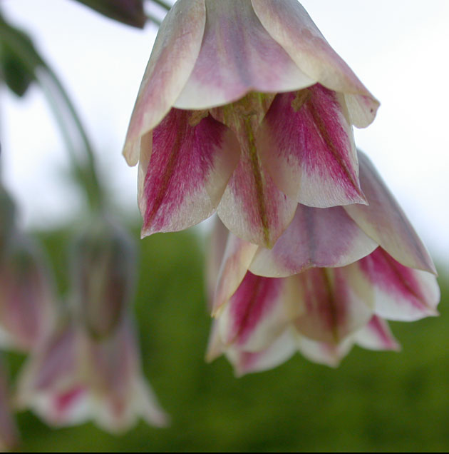 Allium bulgaricum - Botanus