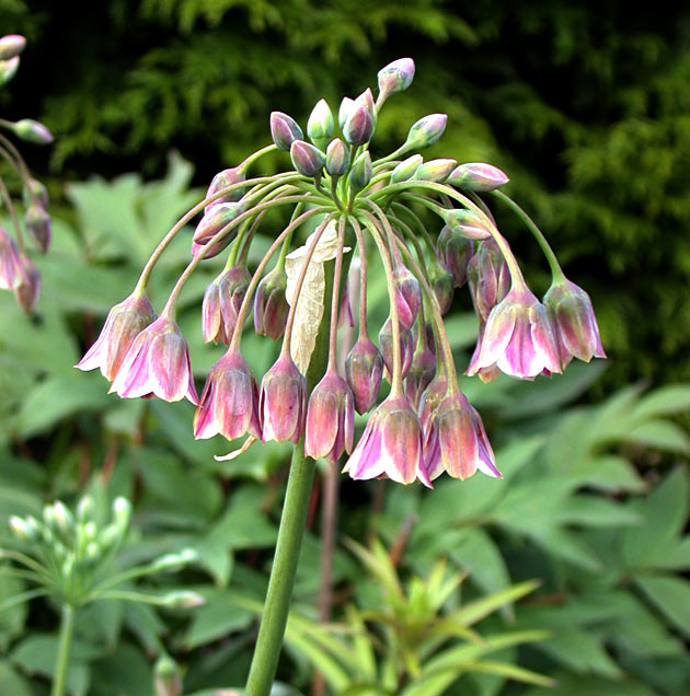 Allium bulgaricum - Botanus