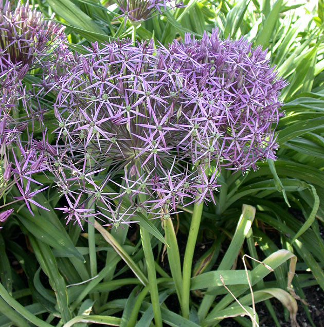 Allium christophii - Botanus
