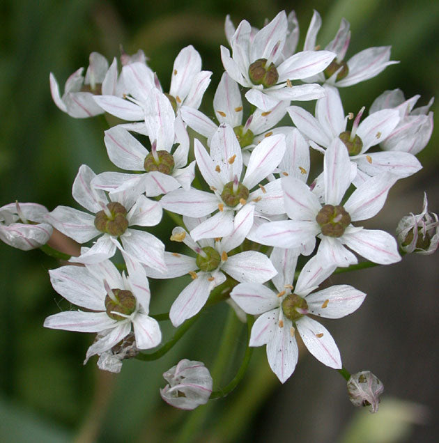 Allium neapolitanum - Botanus