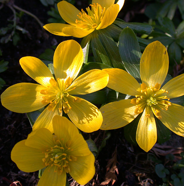 Eranthis cilicica - Botanus