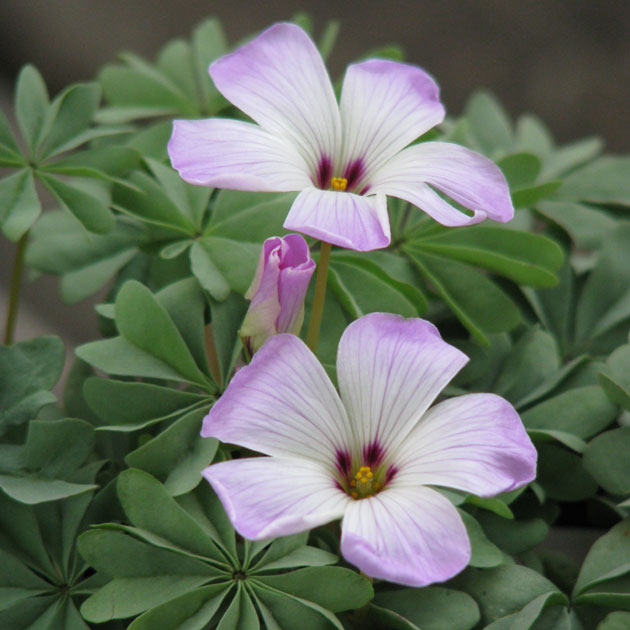 Oxalis adenophylla - Botanus