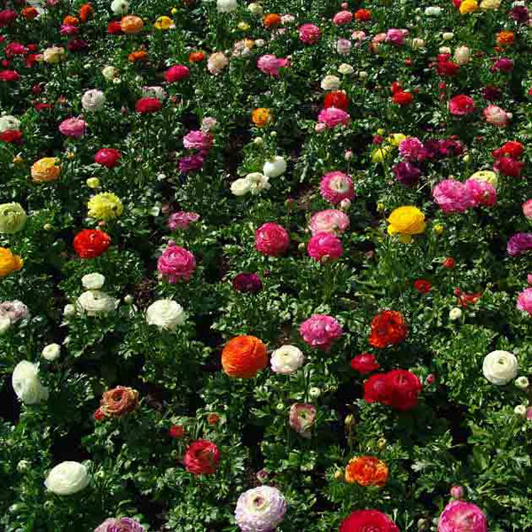 Ranunculus Mix - Botanus