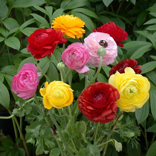 Ranunculus Mix - Botanus