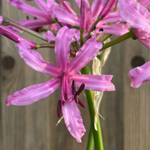 Nerine bowdenii - Botanus
