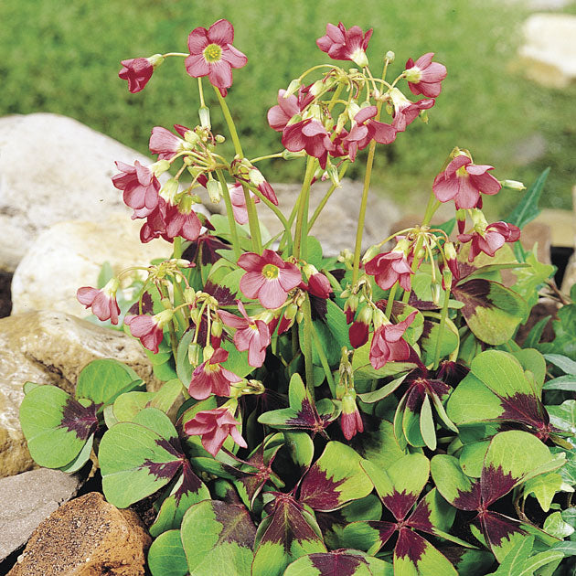 Oxalis deppei - Botanus