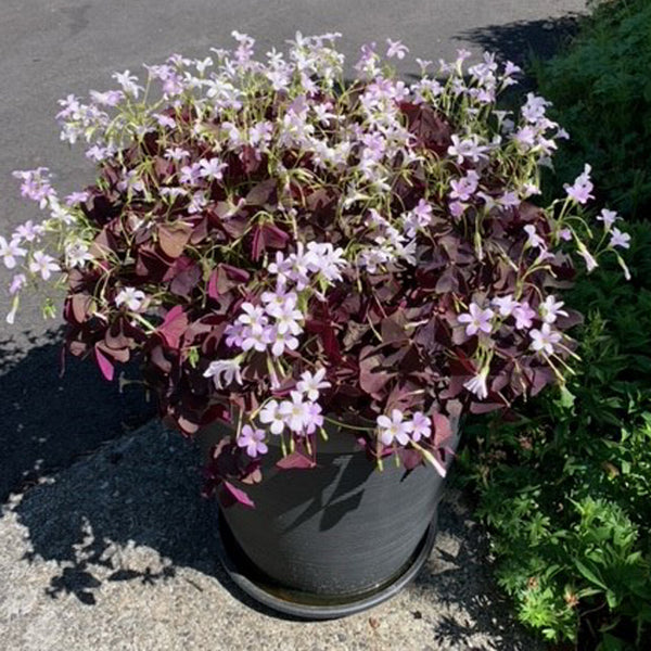 Oxalis triangularis - Botanus