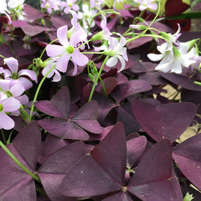 Oxalis triangularis - Botanus