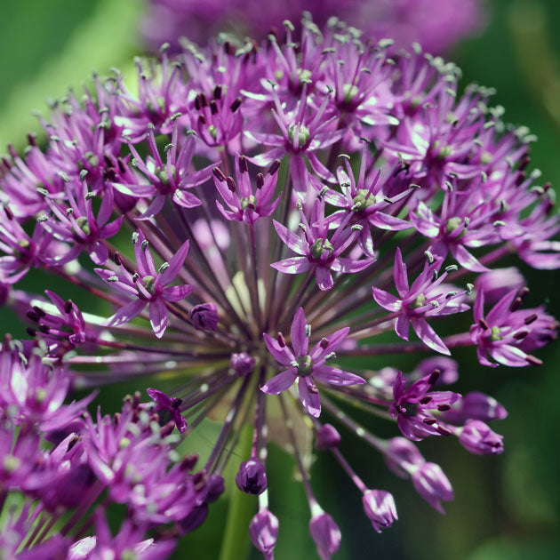 Allium 'Purple Sensation' - Botanus