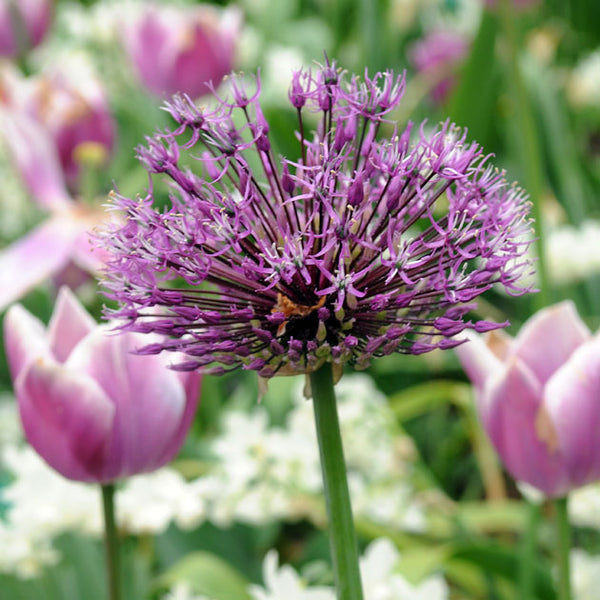 Allium 'Purple Sensation' - Botanus