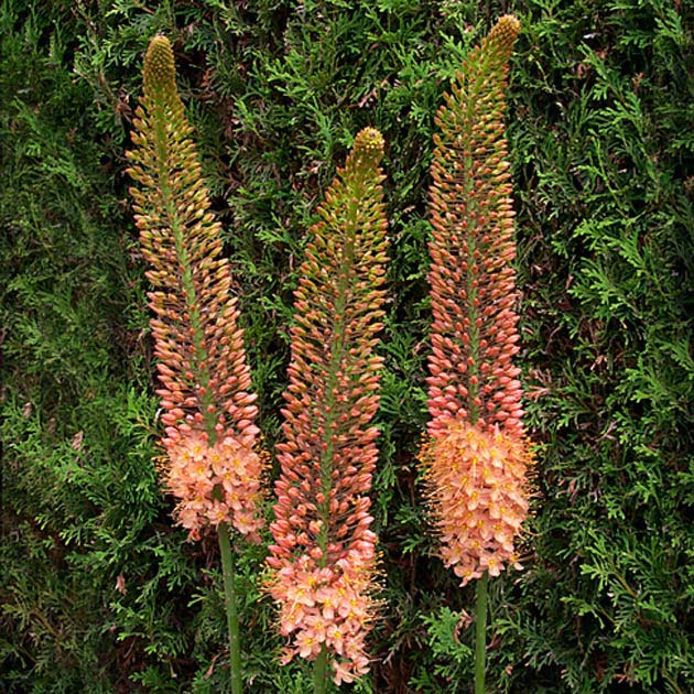 Eremurus Copper - Botanus
