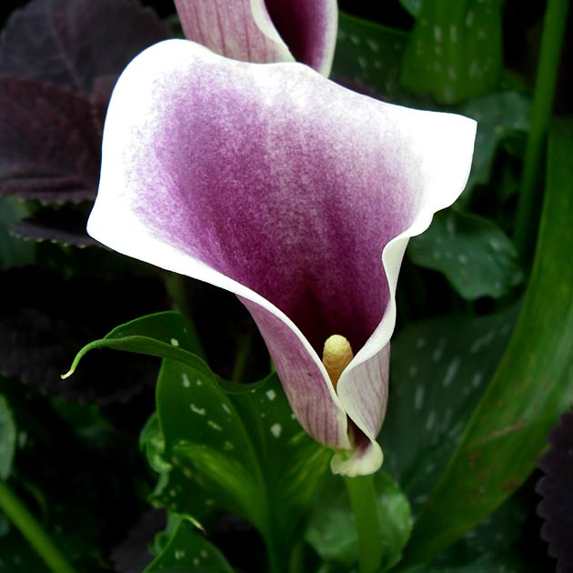 Calla 'Picasso' - Botanus