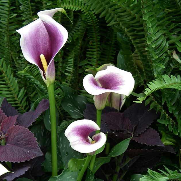 Calla 'Picasso' - Botanus