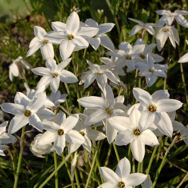 Ipheion uniflorum 'White Star' - Botanus