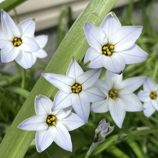 Ipheion uniflorum 'White Star' - Botanus
