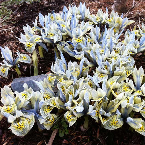 Iris reticulata 'Katharine Hodgkin' - Botanus