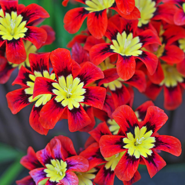 Sparaxis Mix - Botanus