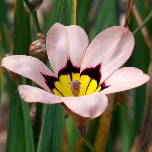 Sparaxis Mix - Botanus