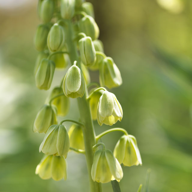 Fritillaria persica 'Ivory Bells' - Botanus