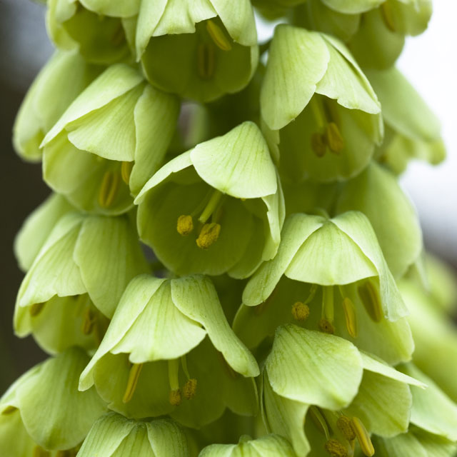 Fritillaria persica 'Ivory Bells' - Botanus