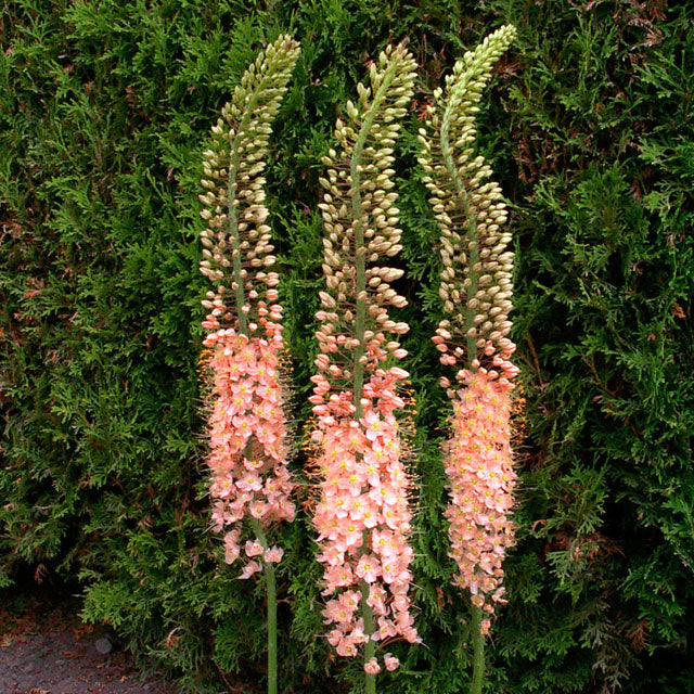 Eremurus Pink - Botanus