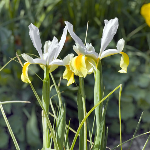 Iris 'Symphony' - Botanus