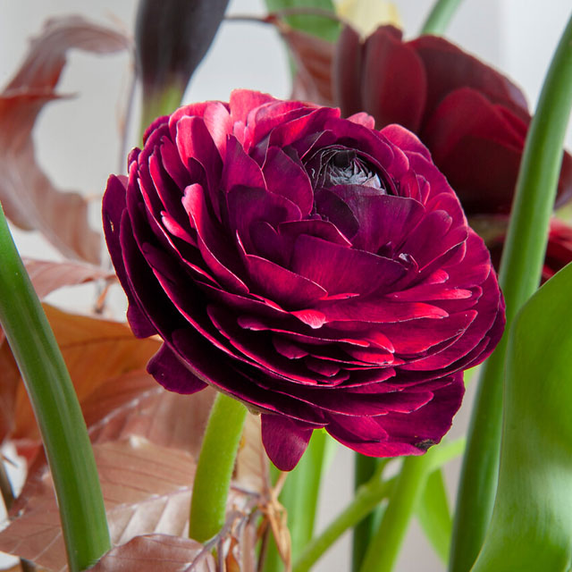 Ranunculus 'Pauline' - Botanus