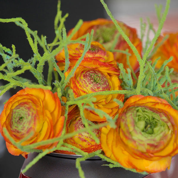 Ranunculus 'Reinette Orange' - Botanus