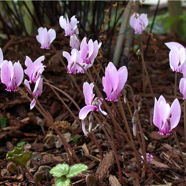 Cyclamen hederifolium - Botanus