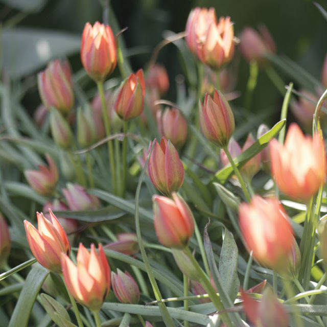 Little Princess Mini Botanical Tulip - Botanus