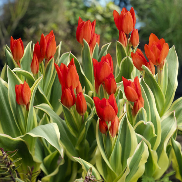 Praestans unicum Mini Botanical Tulip - Botanus