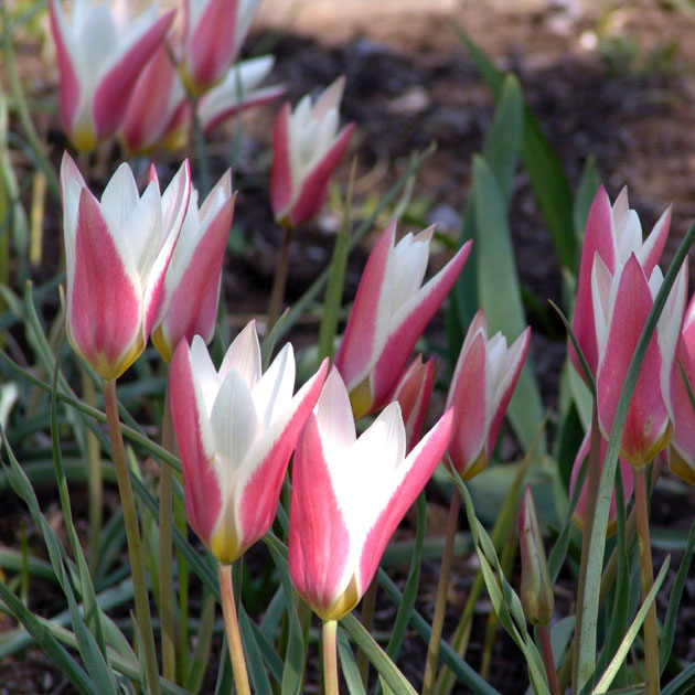 Peppermint Stick Mini Botanical Tulip - Botanus