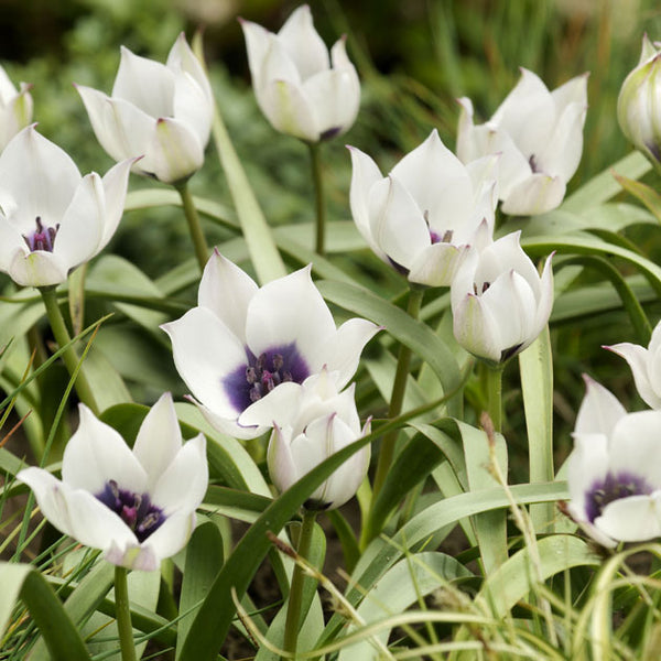 Humilis Alba Coerulea Oculata Mini Botanical Tulip - Botanus