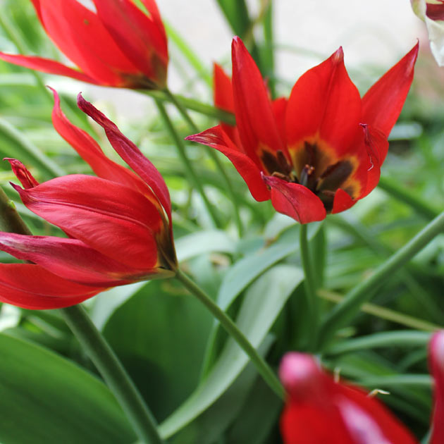 Lizzy Mini Botanical Tulip - Botanus