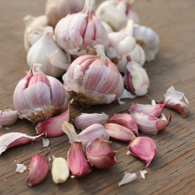 Spanish Roja Rocambole Hardneck Garlic - Botanus