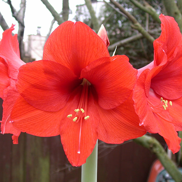Red Lion Mammoth Amaryllis - Botanus