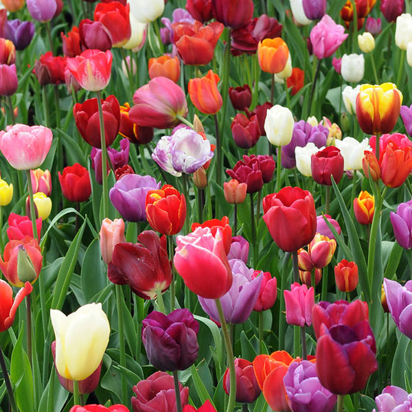 Rainbow Tulip Mix - Botanus
