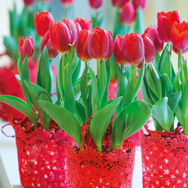 Couleur Cardinal Single Early Tulip - Botanus