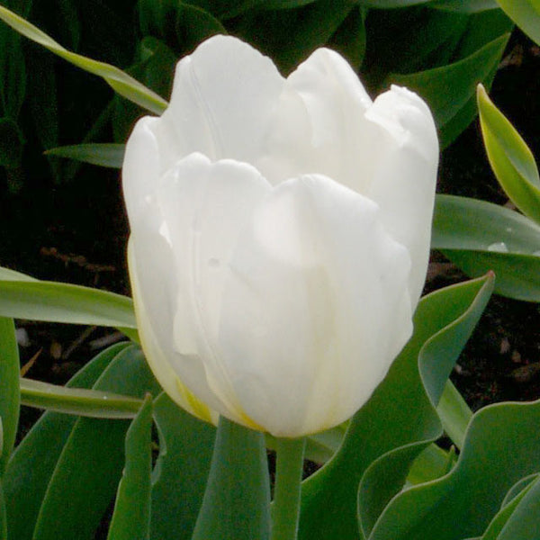 Diana Single Early Tulip - Botanus