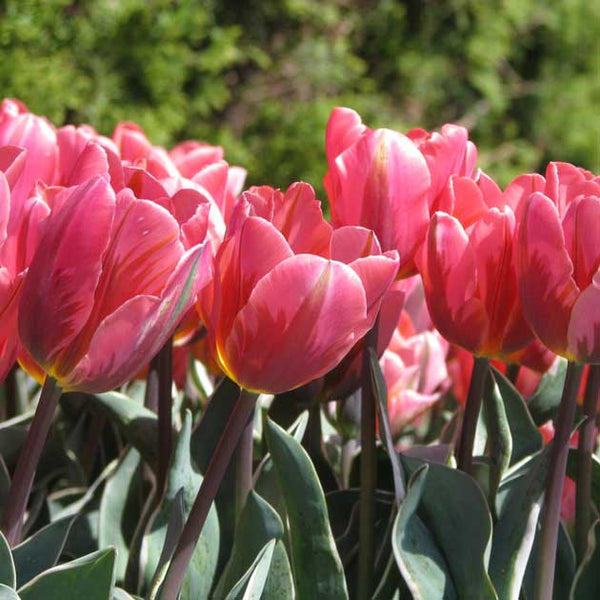 Pretty Princess Single Early Tulip - Botanus