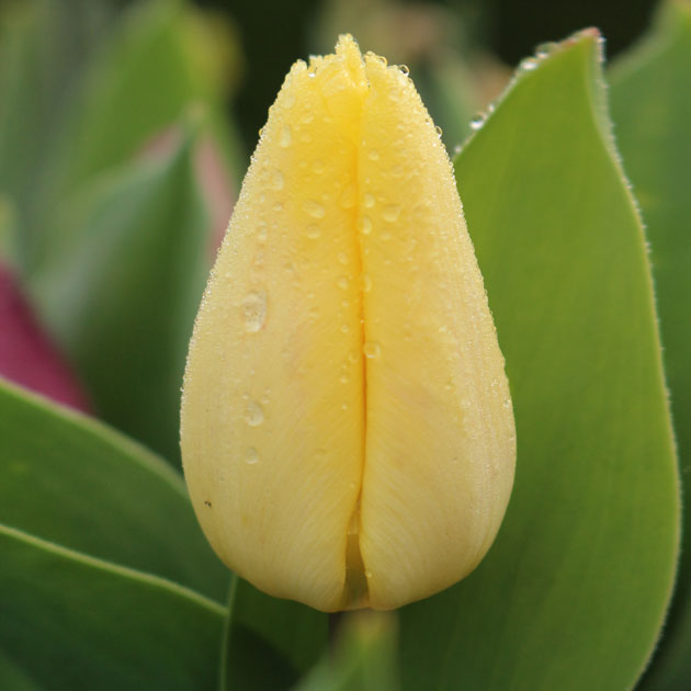 Sunny Prince Single Early Tulip - Botanus
