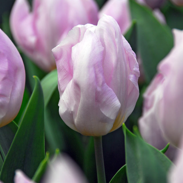 Candy Prince Single Early Tulip - Botanus