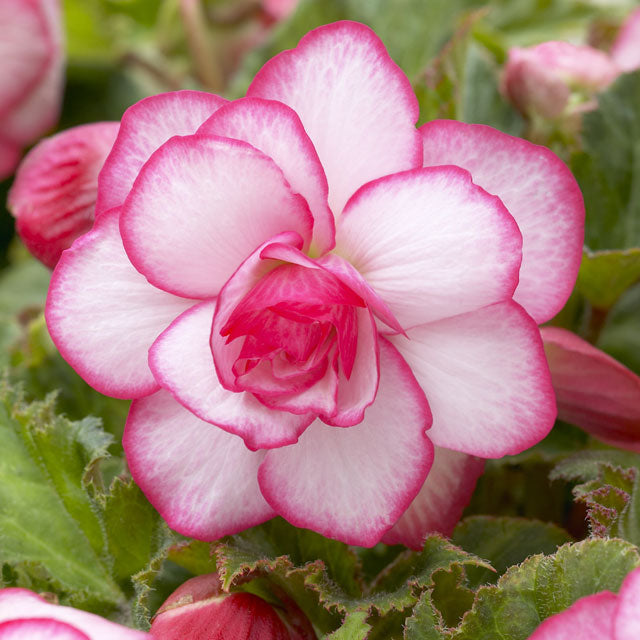 Picotee White Novelty Begonia - Botanus