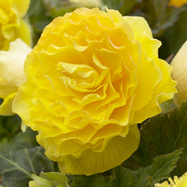 Yellow Double Camellia Begonia - Botanus