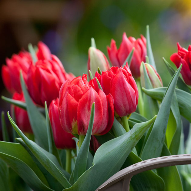 Abba Double Early Tulip - Botanus