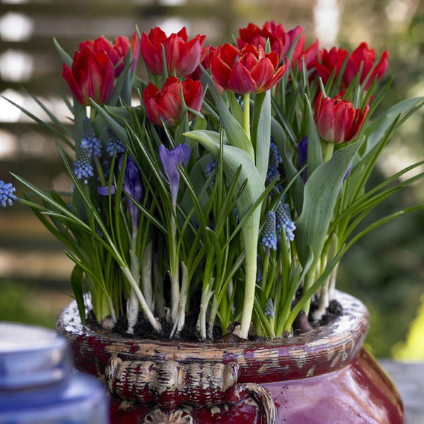 Abba Double Early Tulip - Botanus