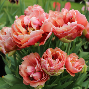Foxy Foxtrot Double Early Tulip - Botanus