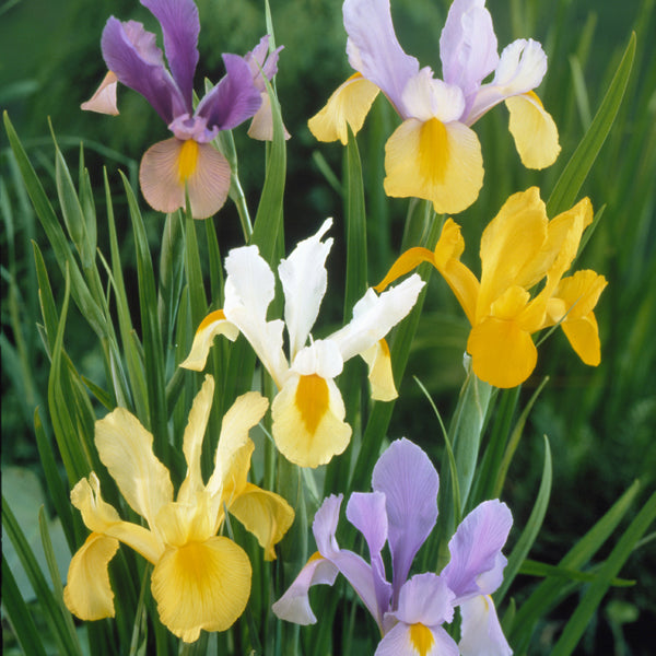 Iris Spring Mix - Botanus